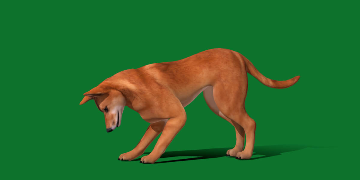 Dingo Wild Dog - 3D Model by Nyilonelycompany