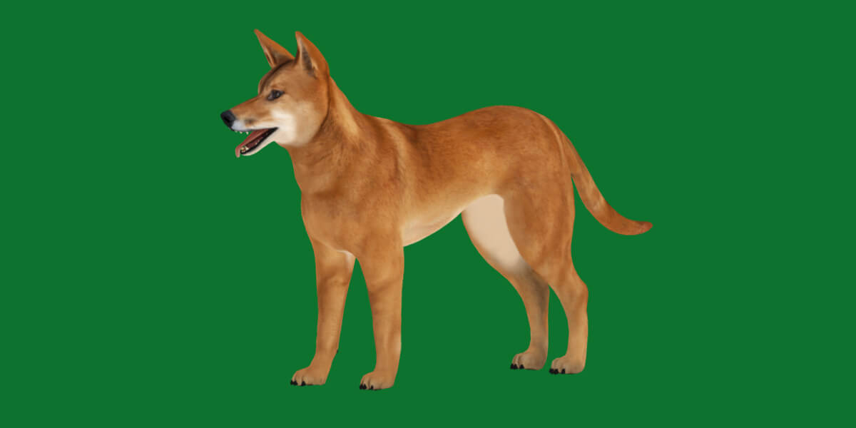 Dingo Wild Dog - 3D Model by Nyilonelycompany