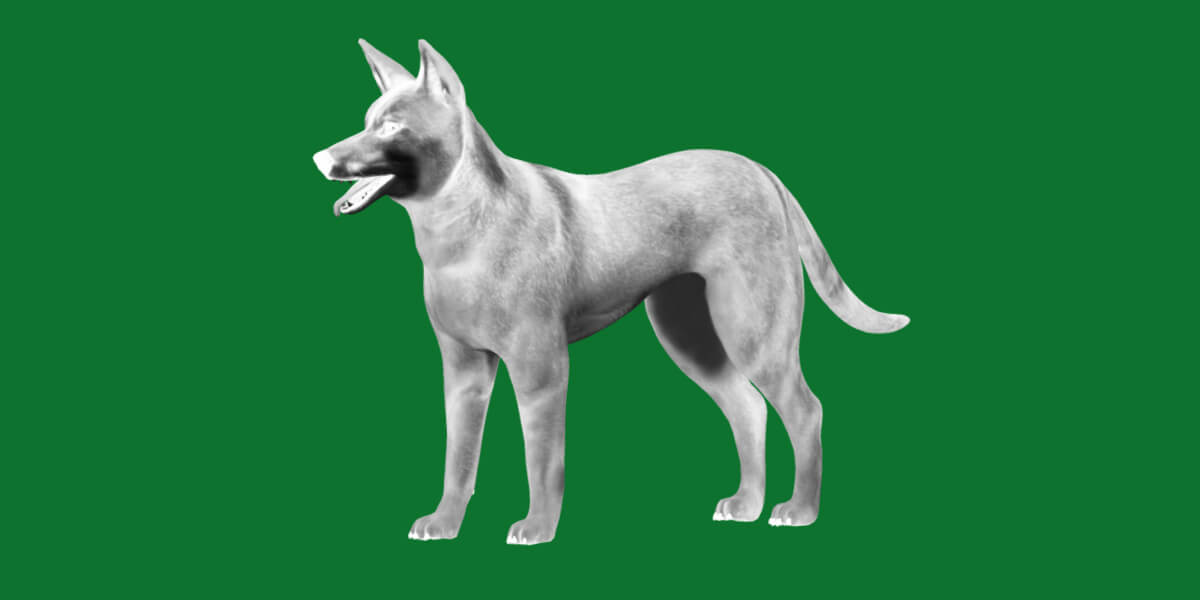 Dingo Wild Dog - 3D Model by Nyilonelycompany