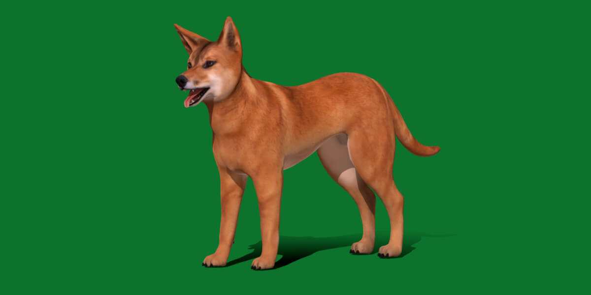 Dingo Wild Dog - 3D Model by Nyilonelycompany