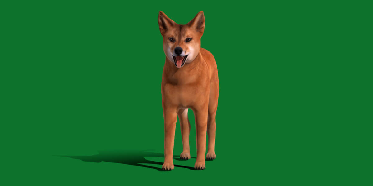 Dingo Wild Dog - 3D Model by Nyilonelycompany