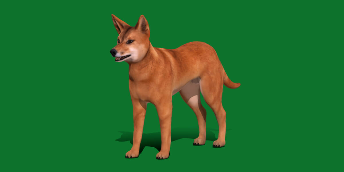 Dingo Wild Dog - 3D Model by Nyilonelycompany