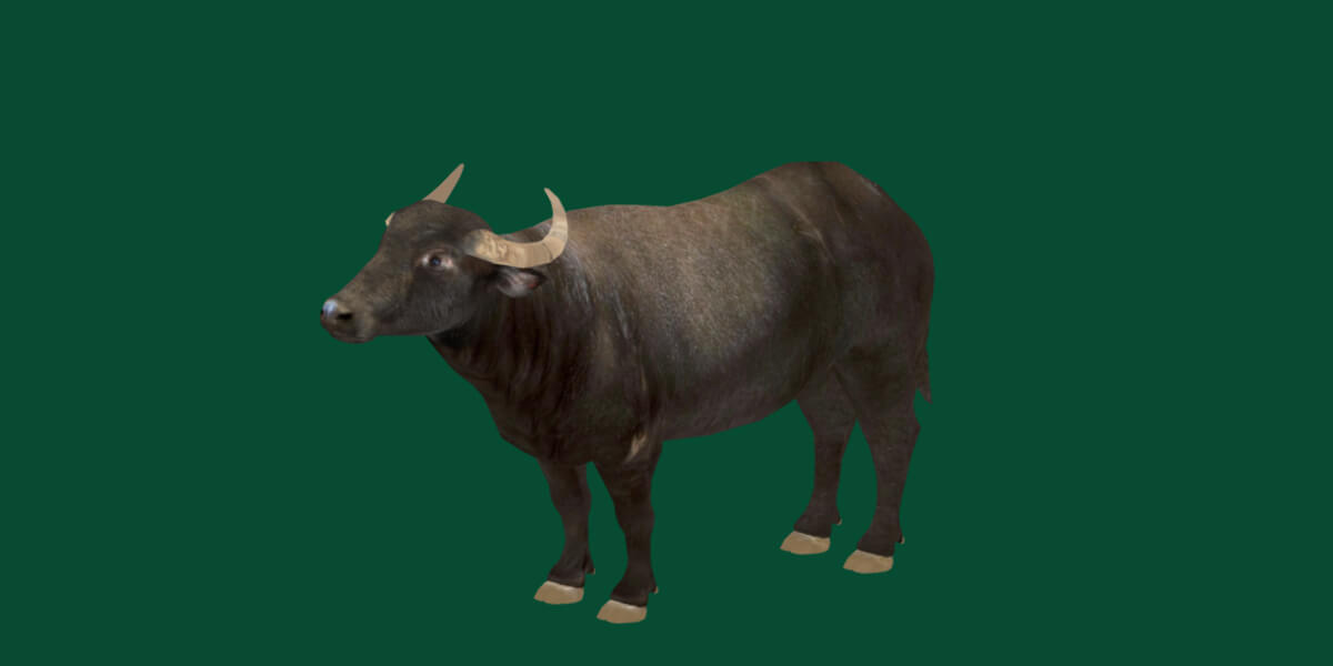 Domestic Asian Water Buffalo - 3D Model by Nyilonelycompany