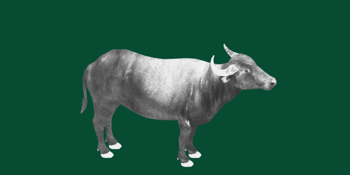 Domestic Asian Water Buffalo Animal - 3D Model by Nyilonelycompany