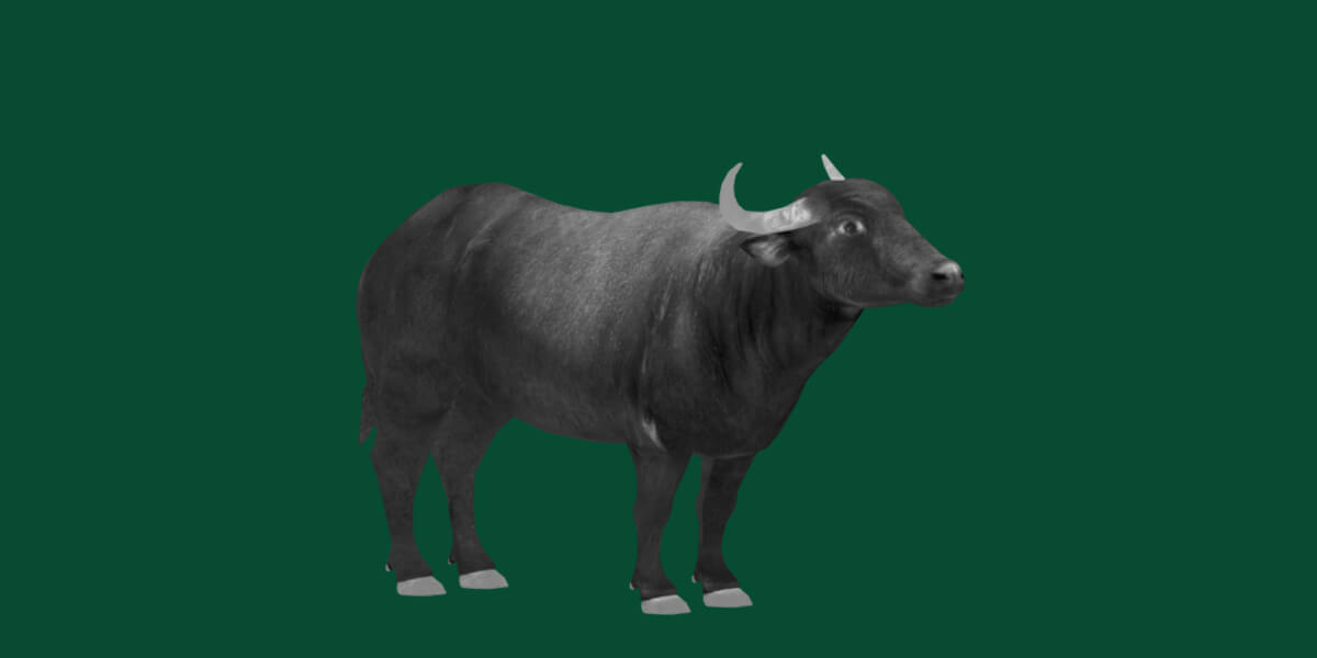 Domestic Asian Water Buffalo - 3D Model by Nyilonelycompany