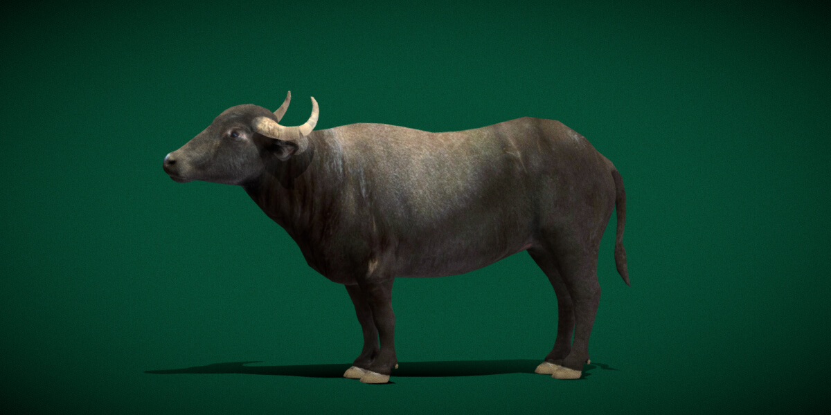 Domestic Asian Water Buffalo Animal - 3D Model by Nyilonelycompany