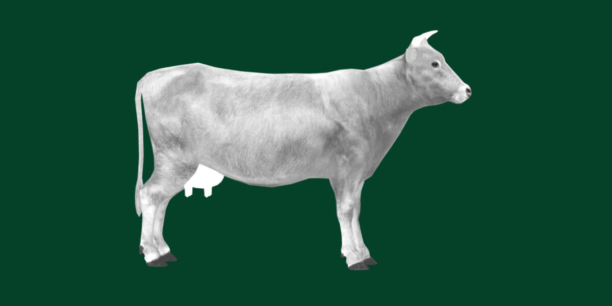 Domestic Cattle Oxen Animals - 3D Model by Nyilonelycompany