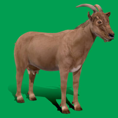Domestic Goat - 3D Model by Nyilonelycompany