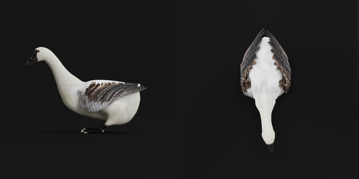 Domestic Goose Bird - 3D Model by Nyilonelycompany