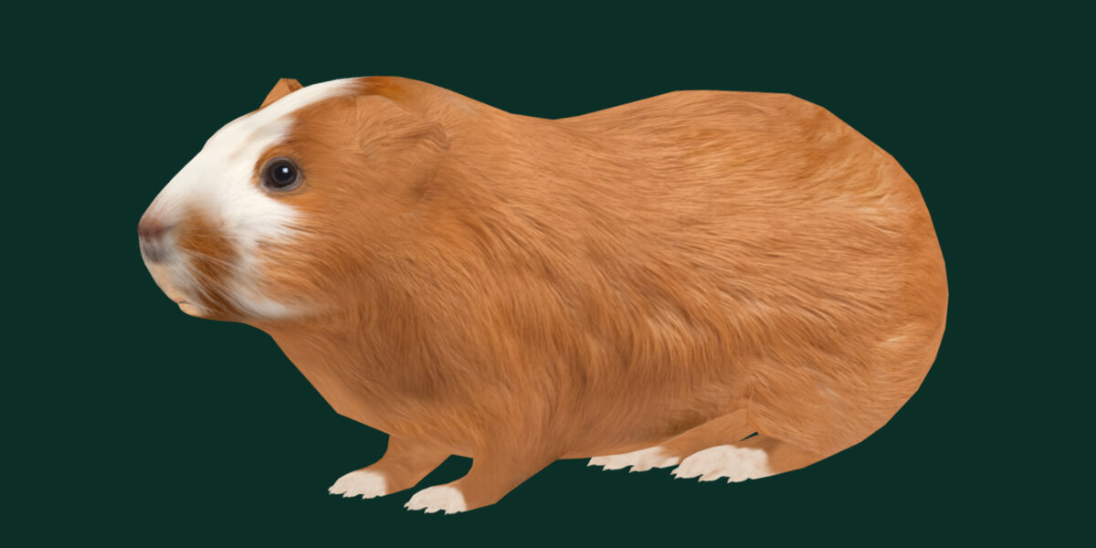 Domestic Guinea Pig Rodent - 3D Model by Nyilonelycompany