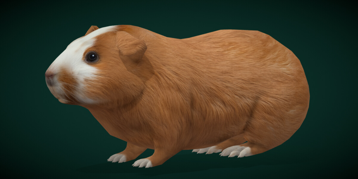 Domestic Guinea Pig Rodent - 3D Model by Nyilonelycompany