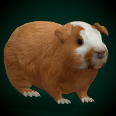 Domestic Guinea Pig Rodent - 3D Model by Nyilonelycompany