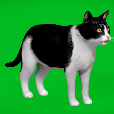 Domestic House Cat - 3D Model by Nyilonelycompany