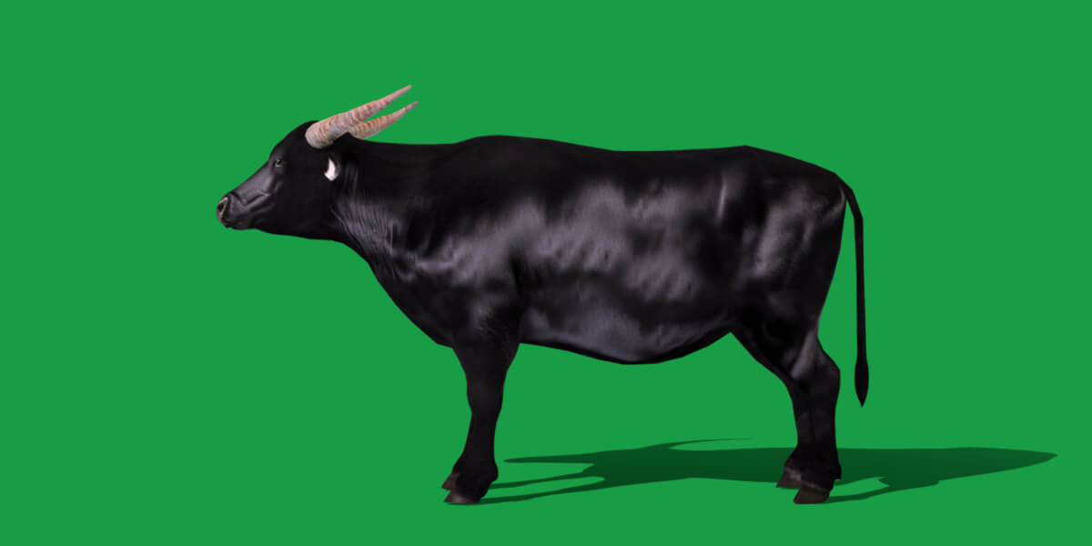 Domestic Water Buffalo - 3D Model by Nyilonelycompany