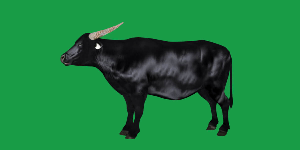 Domestic Water Buffalo - 3D Model by Nyilonelycompany