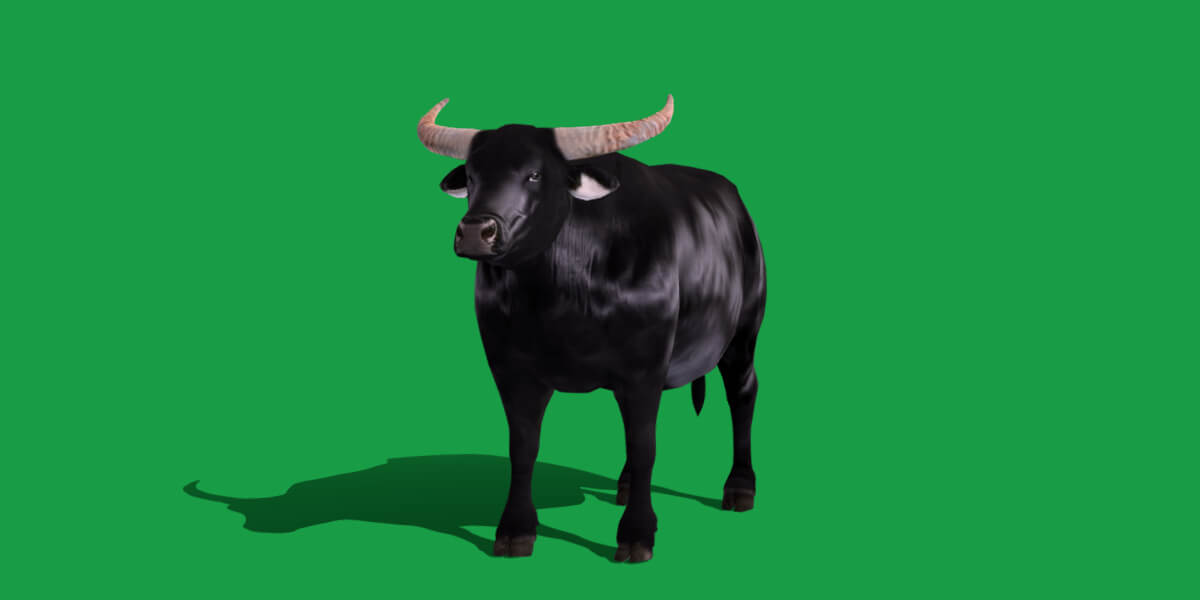 Domestic Water Buffalo - 3D Model by Nyilonelycompany