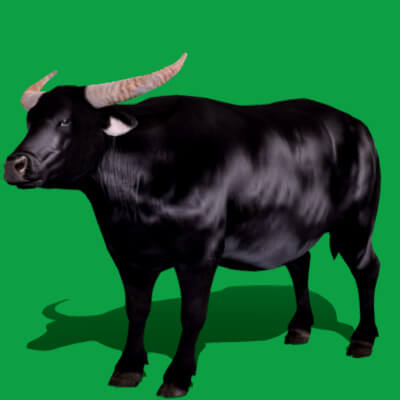 Glb 3D Models | Animals | Buffalo | RenderHub