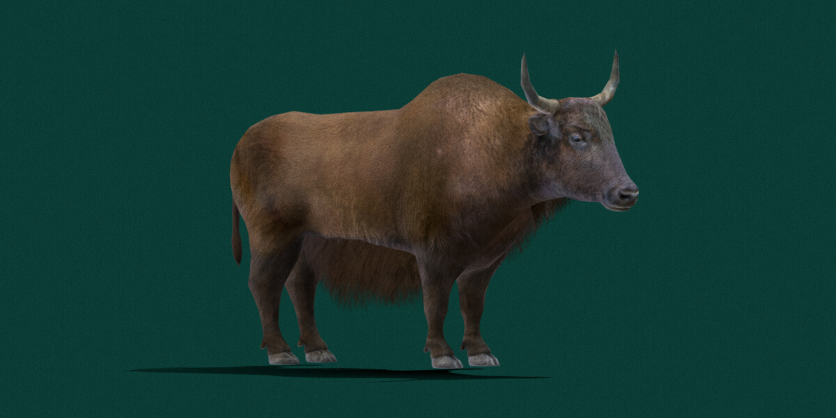 Domestic Yak Animals - 3D Model by Nyilonelycompany