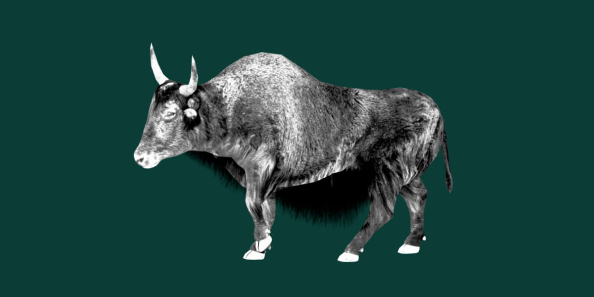Domestic Yak Animals - 3D Model by Nyilonelycompany