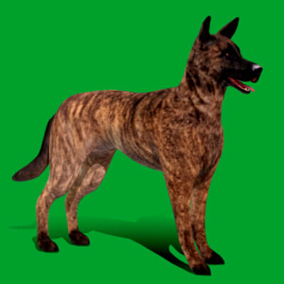 Dutch Shepherd Dog - 3D Model by Nyilonelycompany