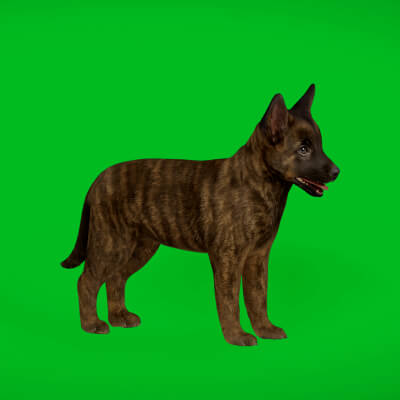 Dutch Shepherd Puppy Dog - 3D Model by Nyilonelycompany