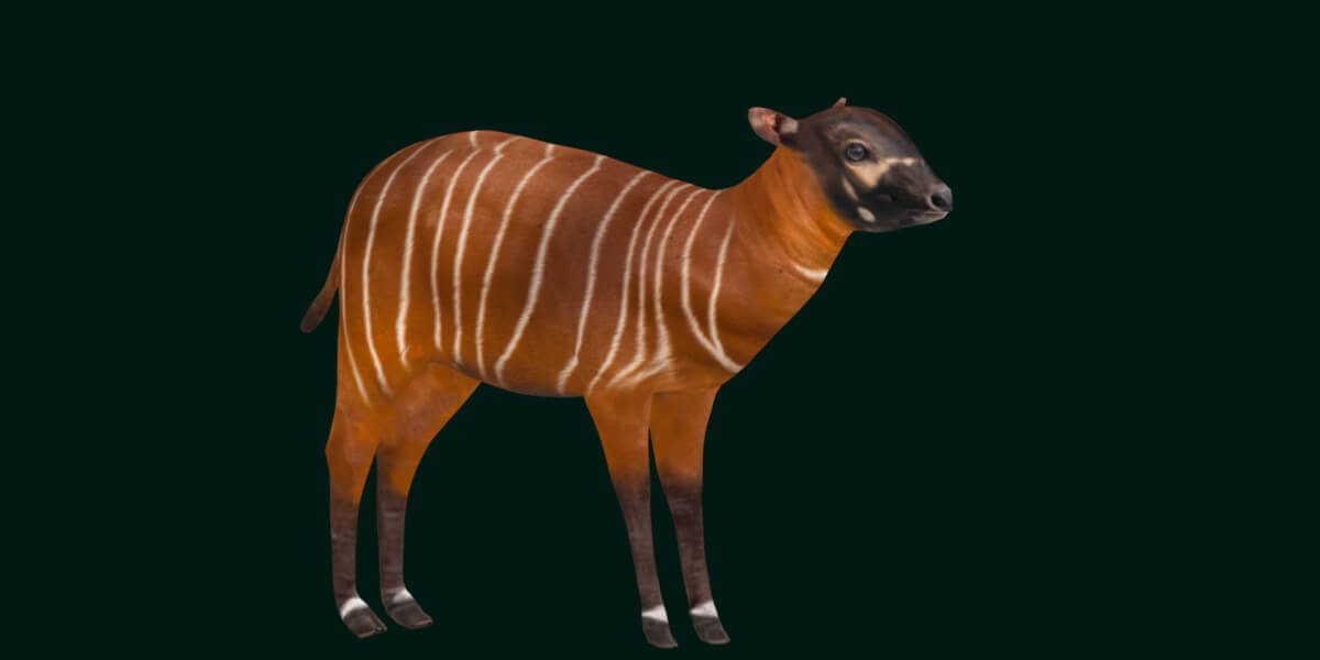 Eastern Bongo Calf Antelope - 3D Model by Nyilonelycompany