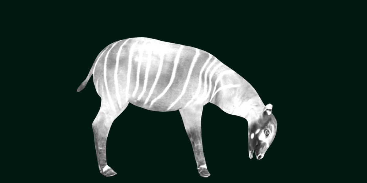 Eastern Bongo Calf Antelope - 3D Model by Nyilonelycompany