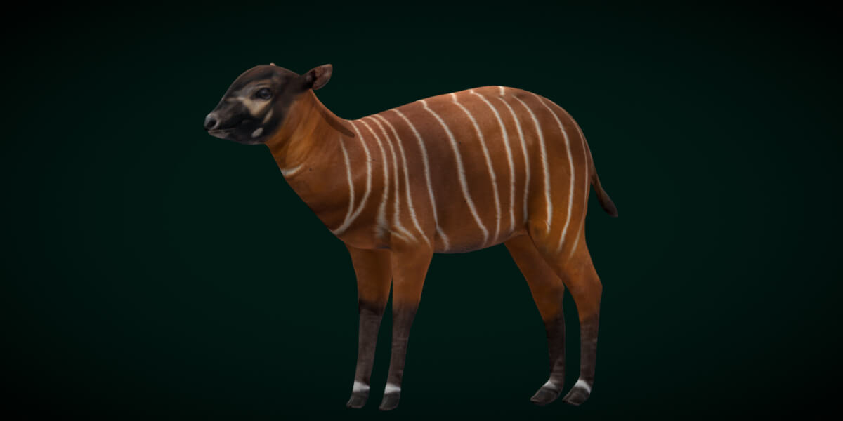 Eastern Bongo Calf Antelope - 3D Model by Nyilonelycompany