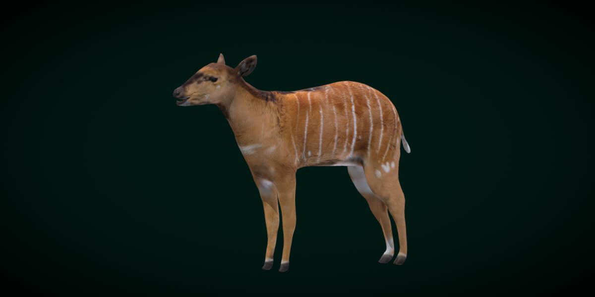 Eastern Bongo Female Antelope - 3D Model by Nyilonelycompany