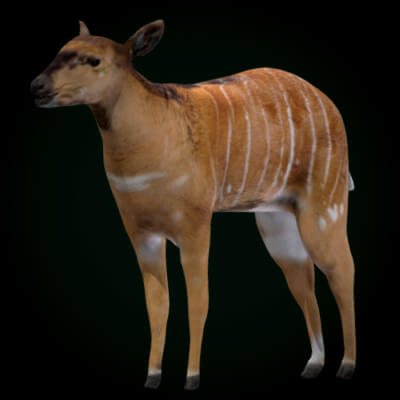Eastern Bongo Female Antelope - 3D Model by Nyilonelycompany