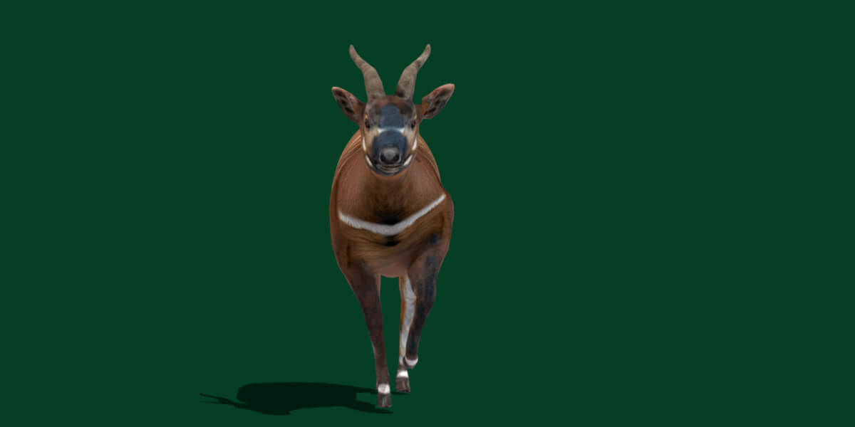 Eastern Bongo Male Antelope - 3D Model by Nyilonelycompany