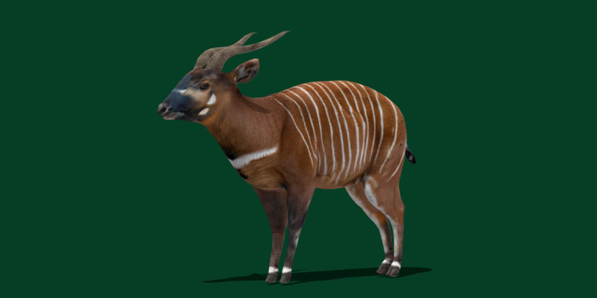 Eastern Bongo Male Antelope - 3D Model by Nyilonelycompany