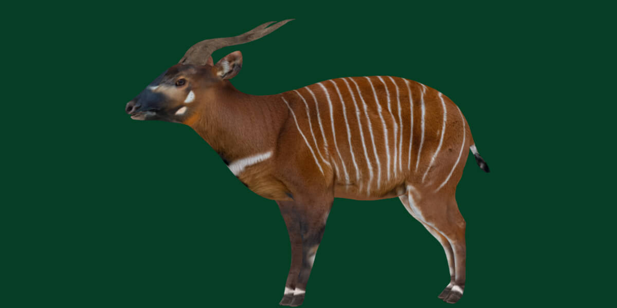 Eastern Bongo Male Antelope - 3D Model by Nyilonelycompany