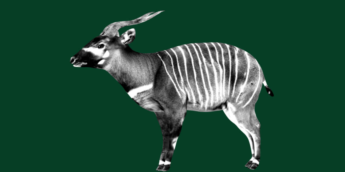 Eastern Bongo Male Antelope - 3D Model by Nyilonelycompany