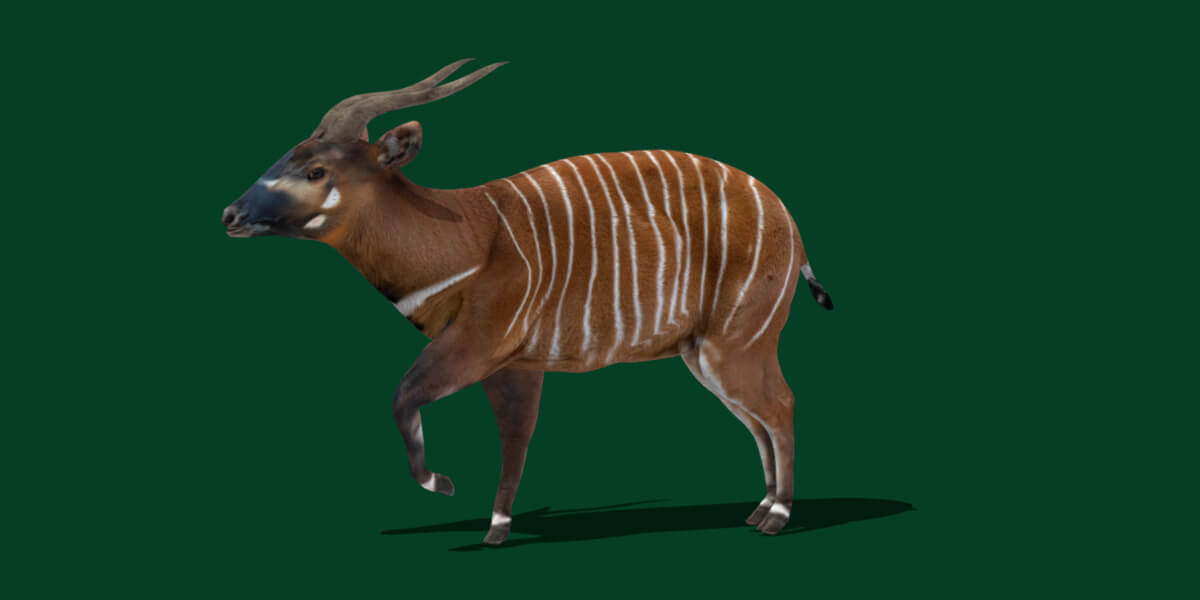 Eastern Bongo Male Antelope - 3D Model by Nyilonelycompany