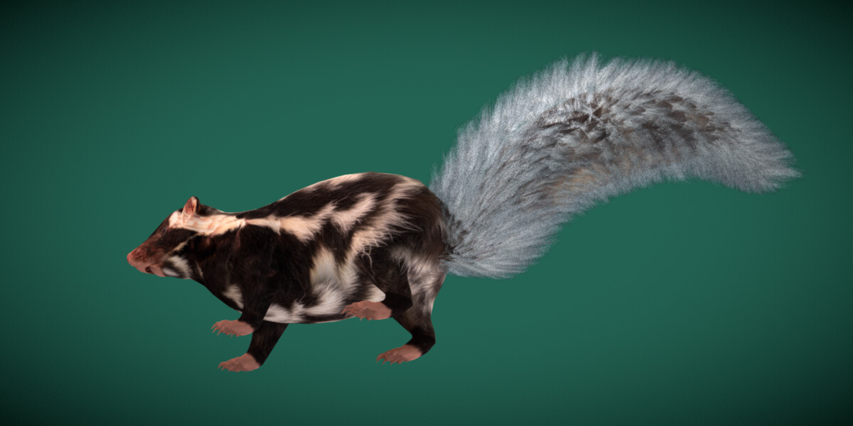 Eastern Spotted Skunk - 3D Model by Nyilonelycompany