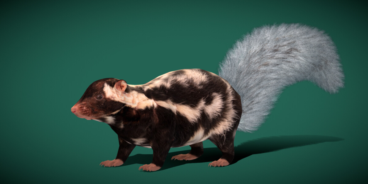 Eastern Spotted Skunk - 3D Model by Nyilonelycompany