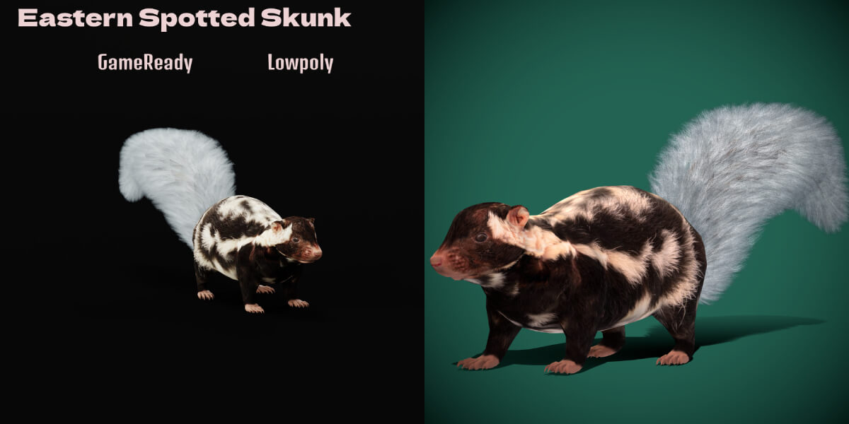 Eastern Spotted Skunk - 3D Model by Nyilonelycompany