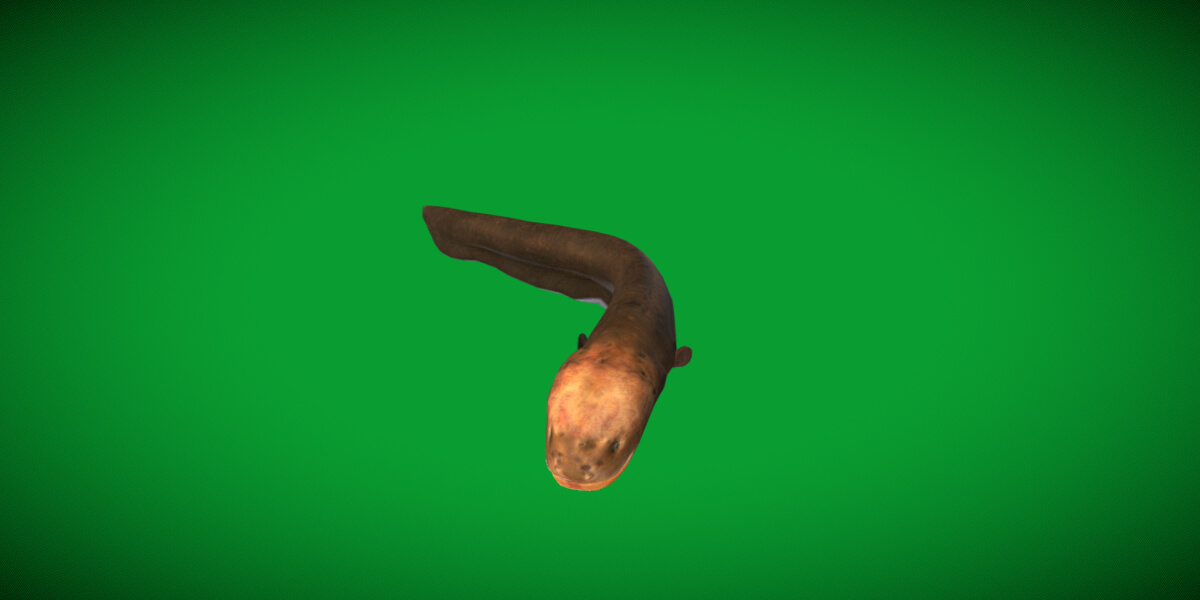 Electric Eel Fish - 3D Model by Nyilonelycompany