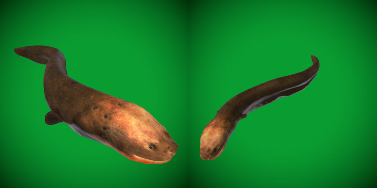 Electric Eel Fish - 3D Model by Nyilonelycompany