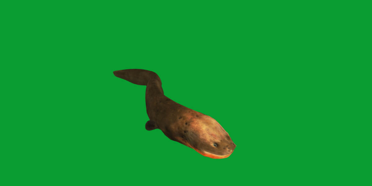 Electric Eel Fish - 3D Model by Nyilonelycompany