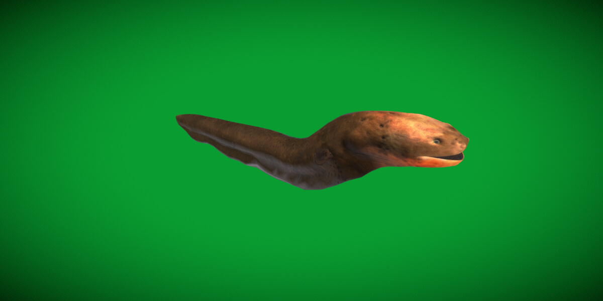 Electric Eel Fish - 3D Model by Nyilonelycompany