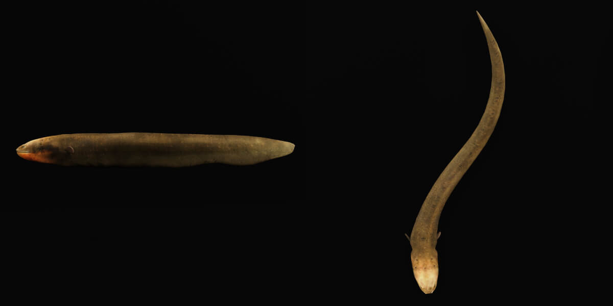 Electric Eel Fish - 3D Model by Nyilonelycompany