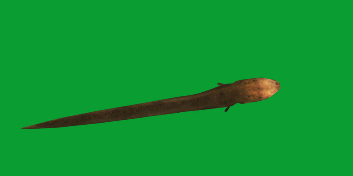 Electric Eel Fish - 3D Model by Nyilonelycompany