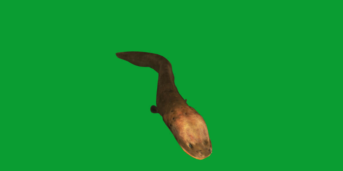 Electric Eel Fish - 3D Model by Nyilonelycompany