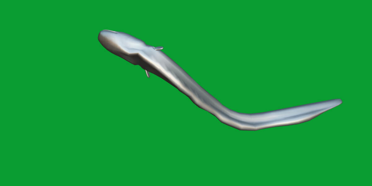 Electric Eel Fish - 3D Model by Nyilonelycompany