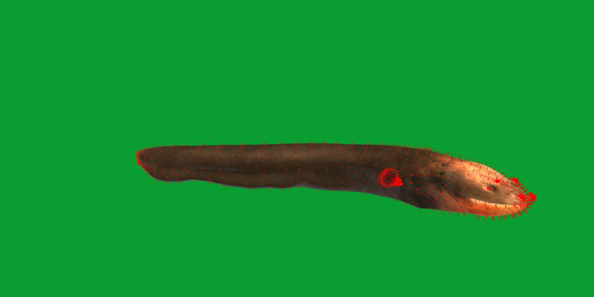 Electric Eel Fish - 3D Model by Nyilonelycompany