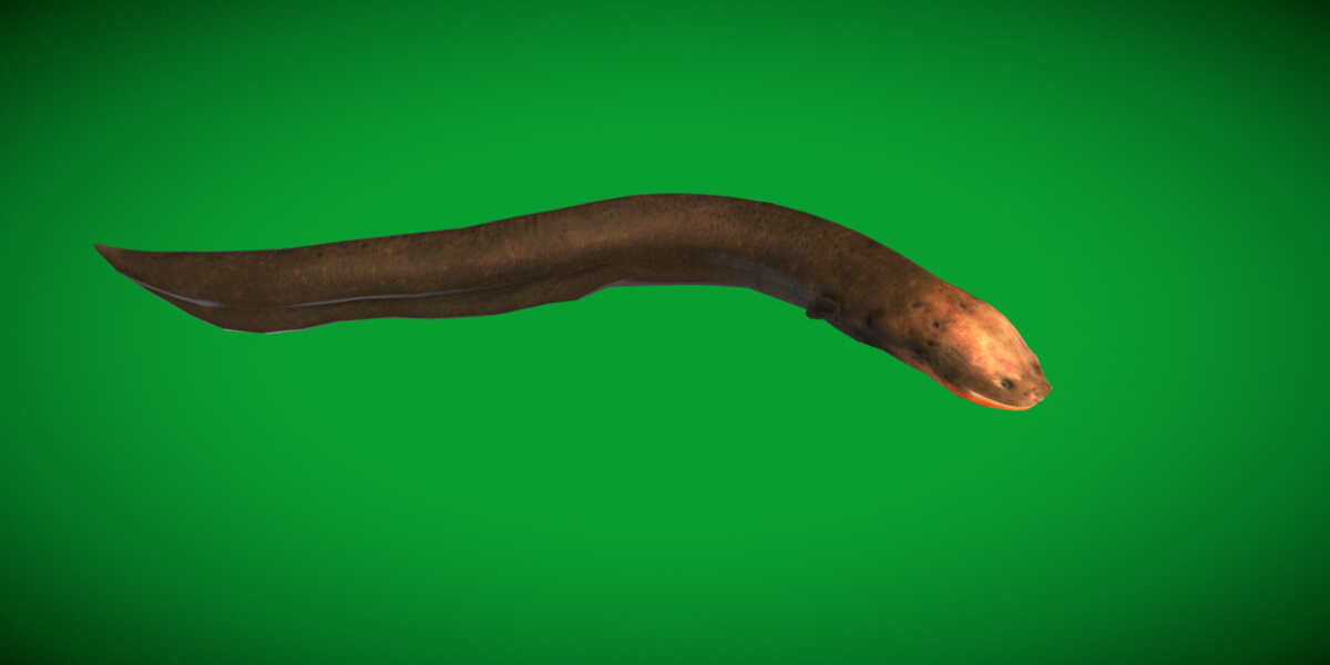 Electric Eel Fish - 3D Model by Nyilonelycompany