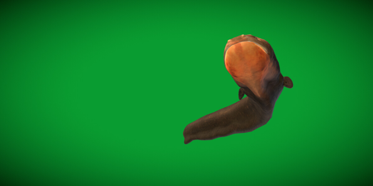 Electric Eel Fish - 3D Model by Nyilonelycompany