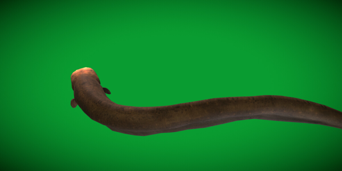 Electric Eel Fish - 3D Model by Nyilonelycompany